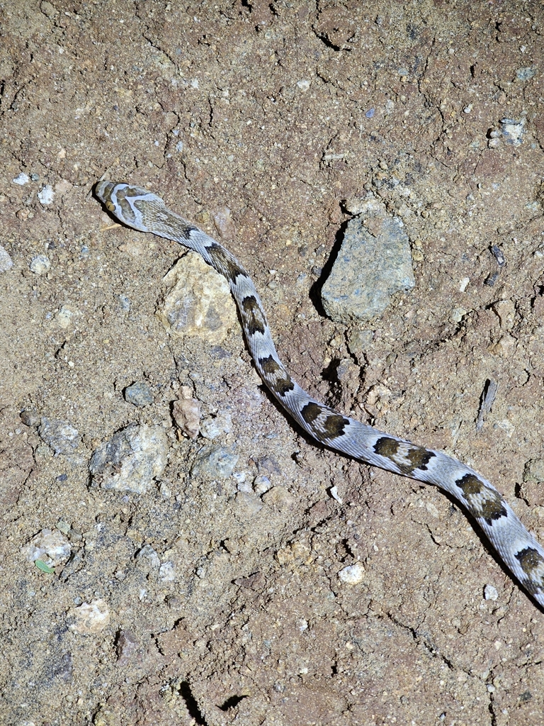 Sonoran Lyre Snake in August 2024 by thamnelegans24 · iNaturalist