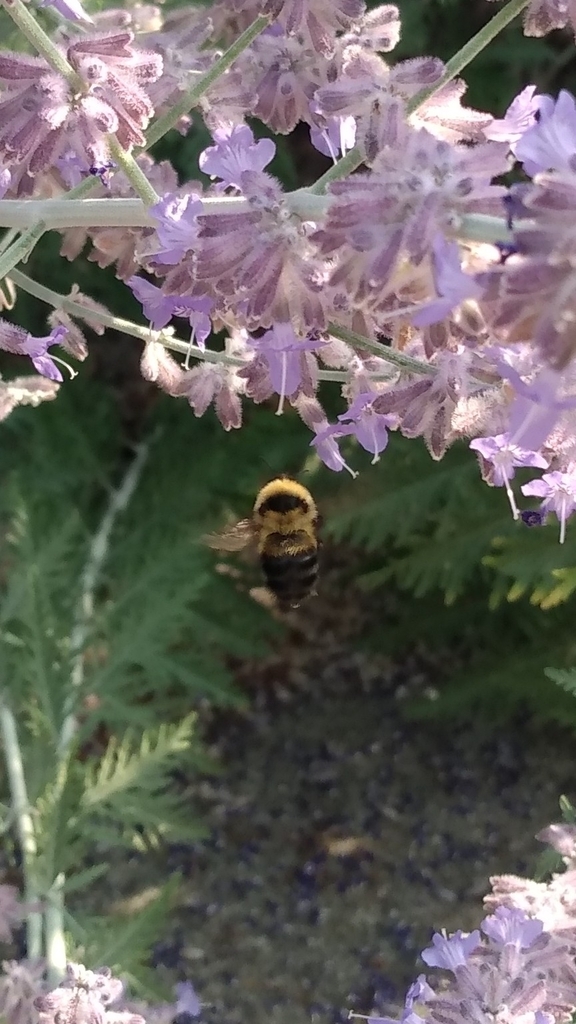 Red-belted Bumble Bee from Vernon, BC V1T 8H5, Canada on August 04 ...