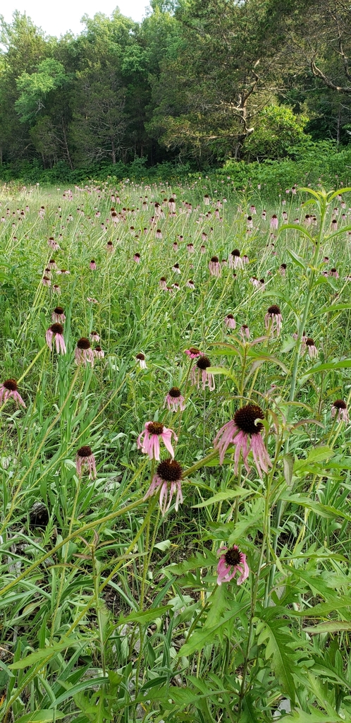 wavyleaf purple coneflower from Murfreesboro, TN 37130, USA on June 5 ...