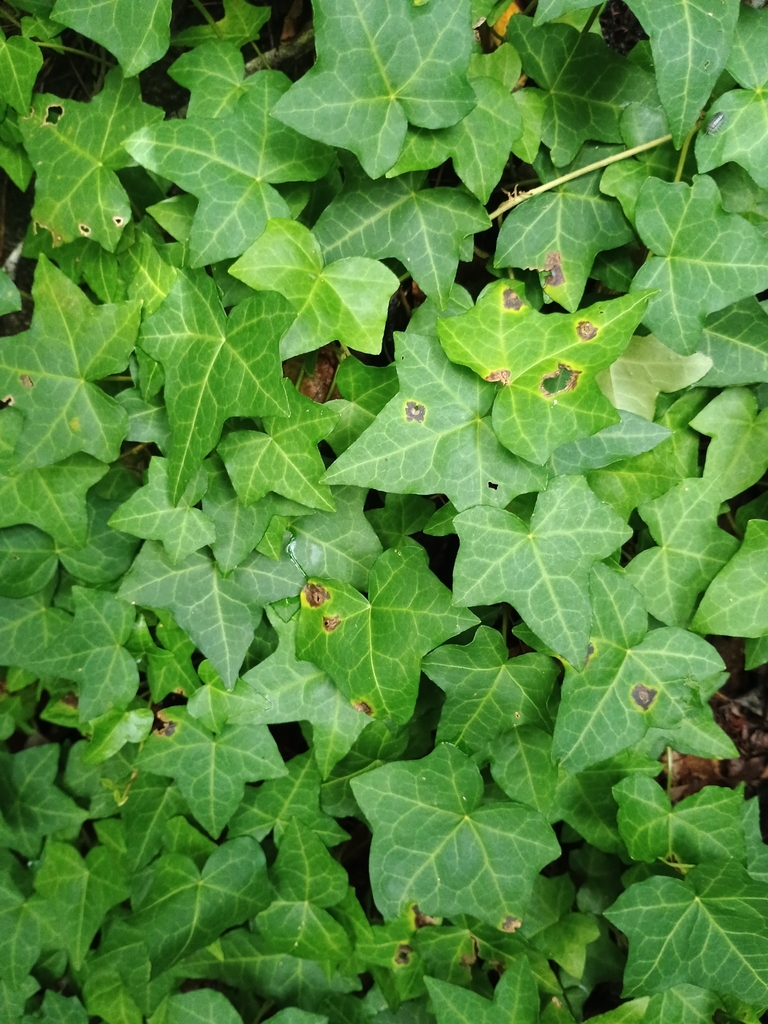 Leaf spot of ivy from West Columbia, SC 29169, USA on August 4, 2024 at ...