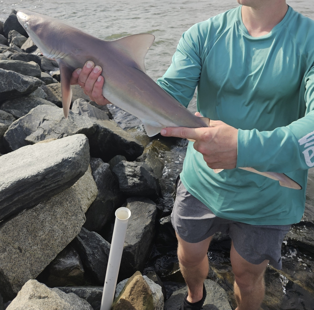 Sandbar Shark in August 2024 by Bradley Shipton · iNaturalist