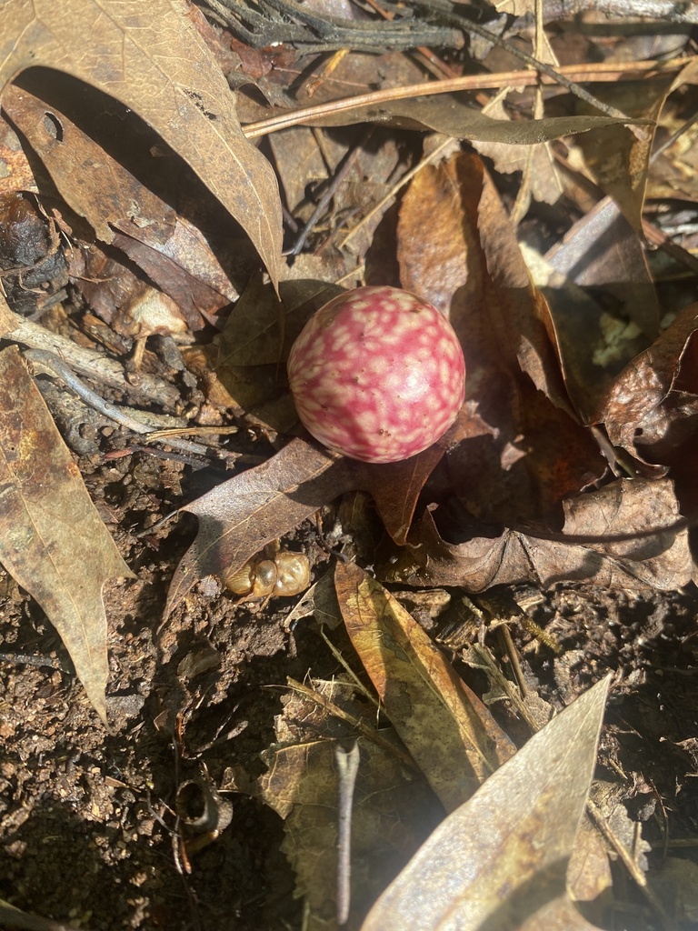 Acorn Plum Gall Wasp from Chattahoochee-Oconee National Forests ...