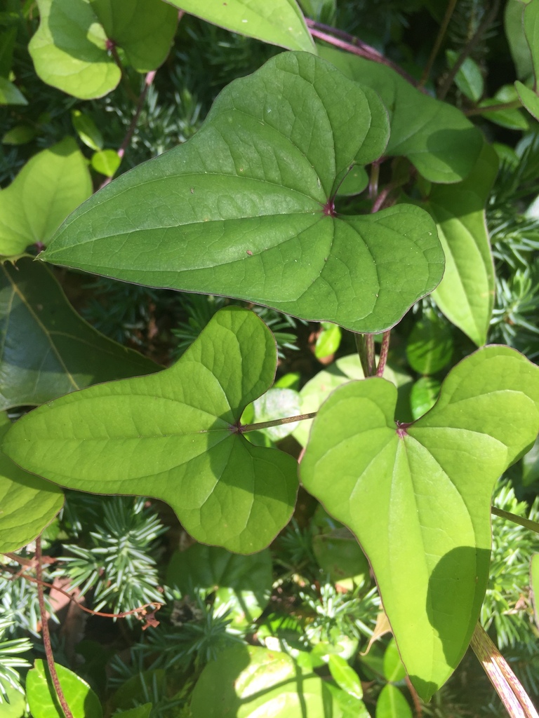 Chinese yam from 1201 Double Bridge Loop, Mountain View, AR, US on June ...