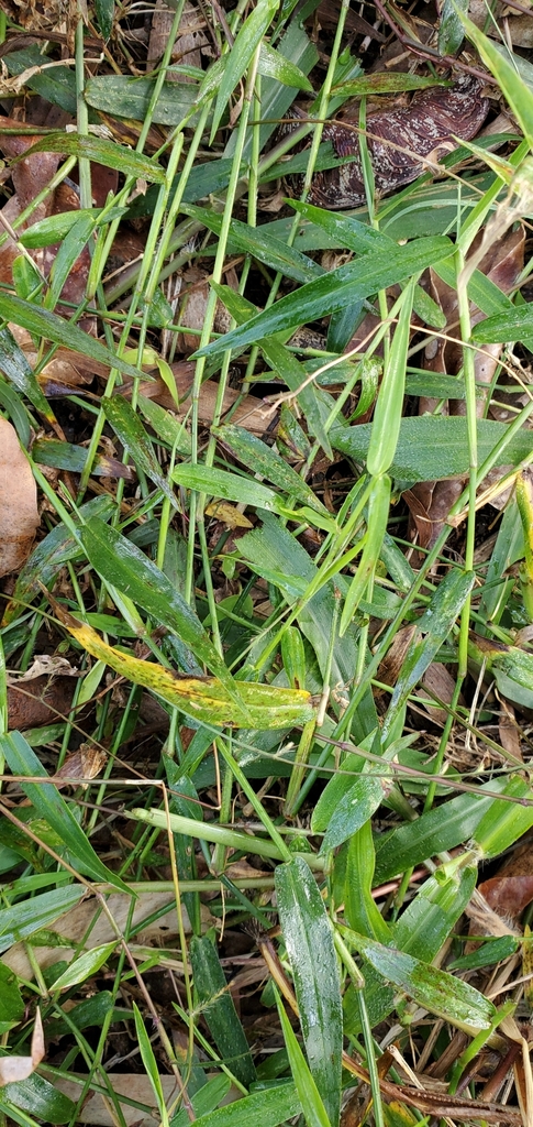 Ottochloa gracillima from Maroochy, AU-QL, AU on August 5, 2024 at 07: ...