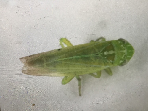 Subgenus Chlorita · iNaturalist