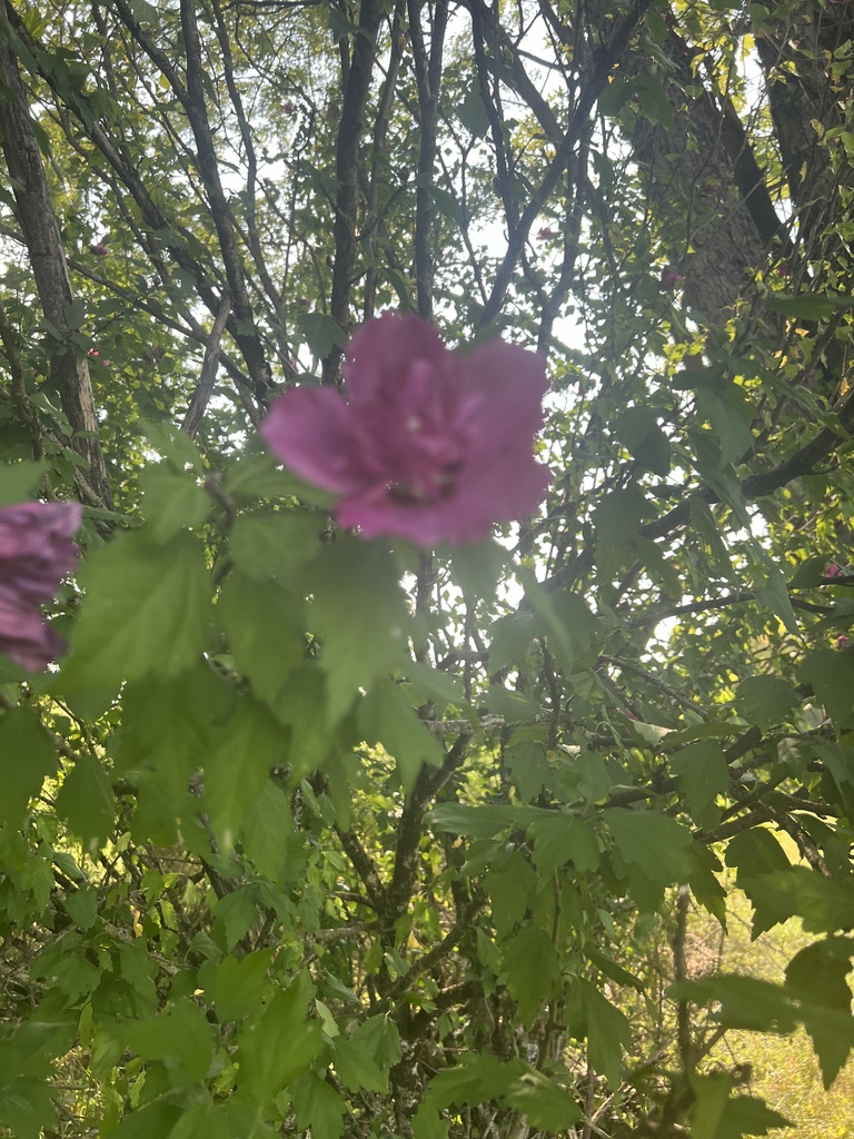 common hibiscus from Tacy Rd, Philippi, WV, US on August 4, 2024 at 05: ...