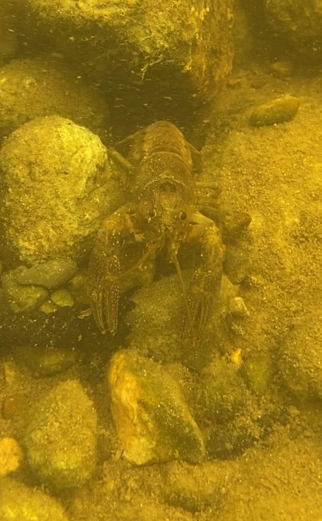 Faxonius from Grey Highlands, ON, CA on August 3, 2024 at 03:33 PM by ...