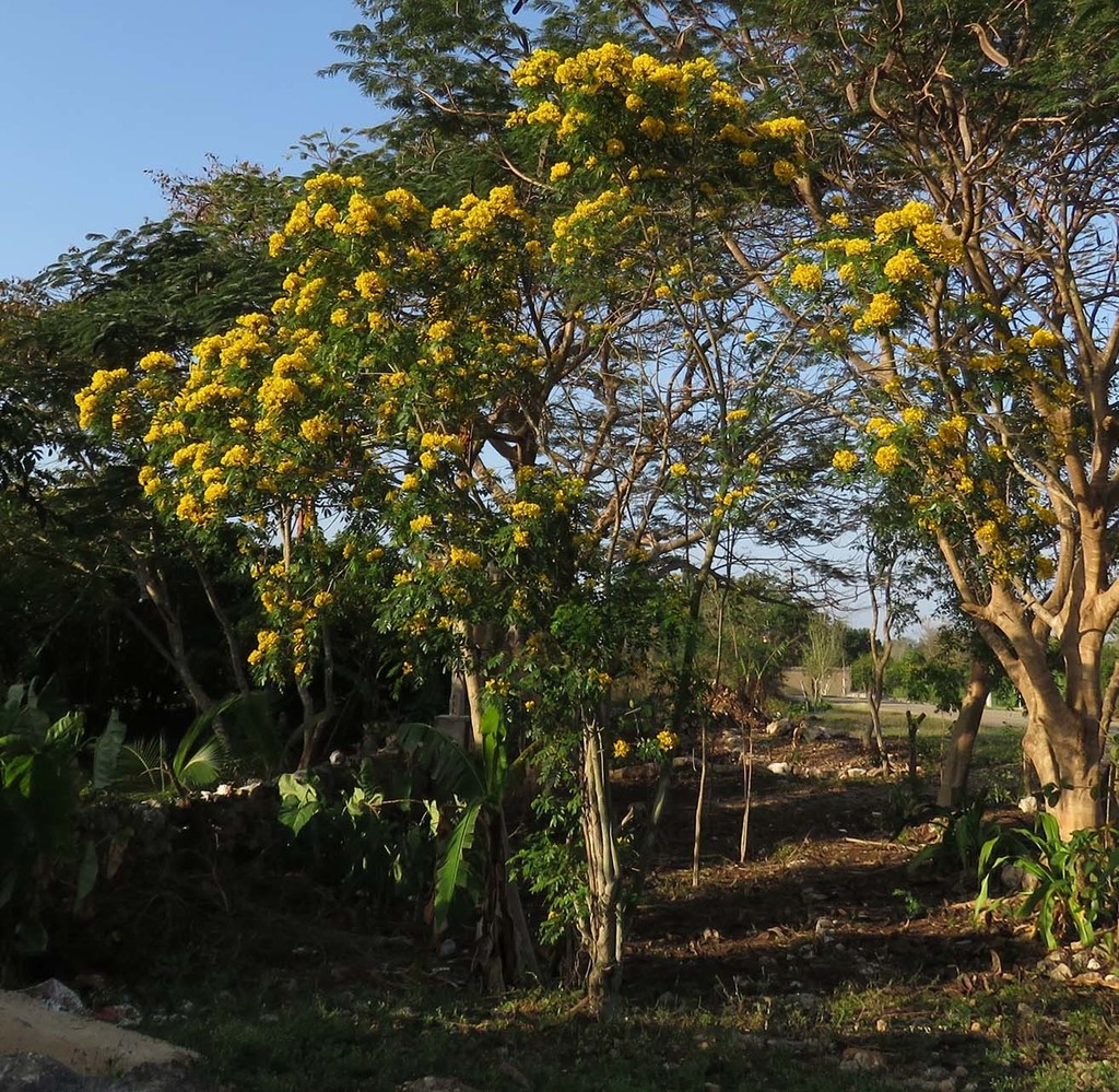 Senna racemosa from Homún, Yuc., México on March 13, 2016 at 07:25 AM ...