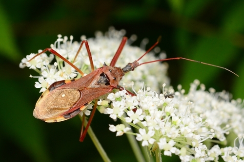 yuantouchundie's Favorites · iNaturalist