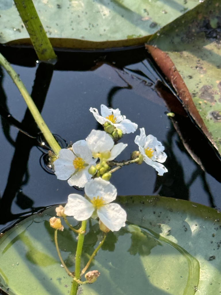 Arumleaf Arrowhead from Chatcolet Lake, Plummer, ID, US on August 4 ...