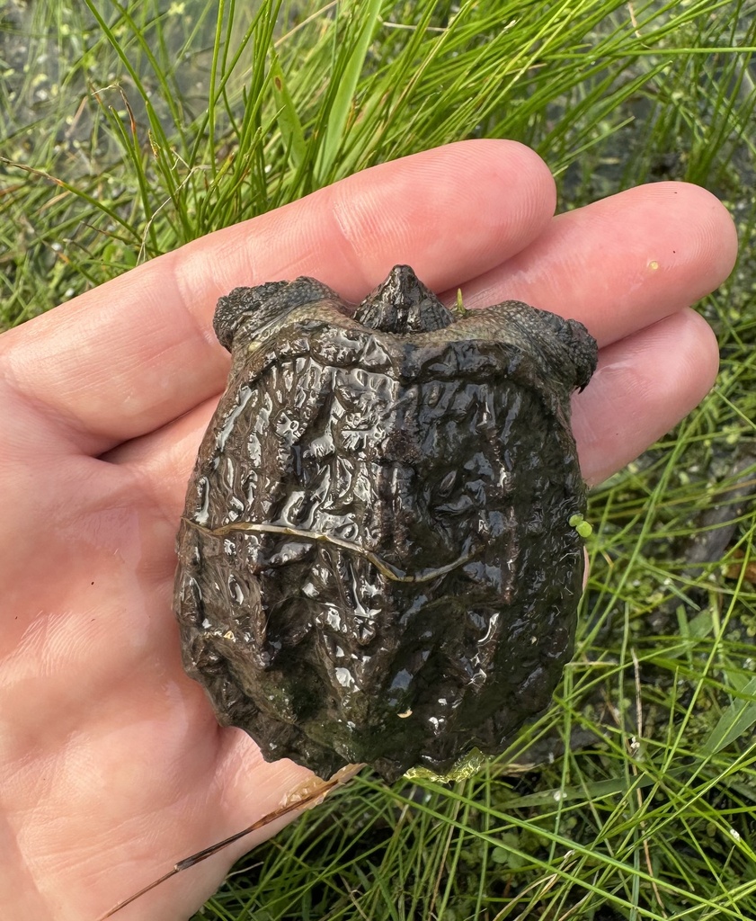 Common Snapping Turtle from Burlington Rd, Kansasville, WI, US on ...