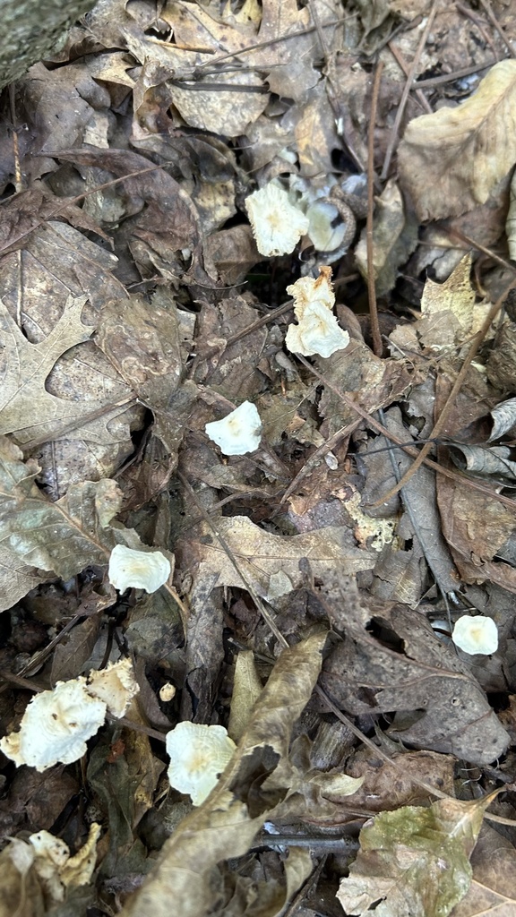 Marasmius delectans from Wildwood, MO, US on August 4, 2024 at 10:41 AM ...