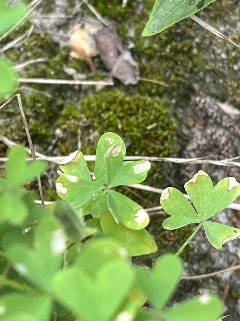 Mantura floridana from Thalia Station Cir, Virginia Beach, VA, US on ...