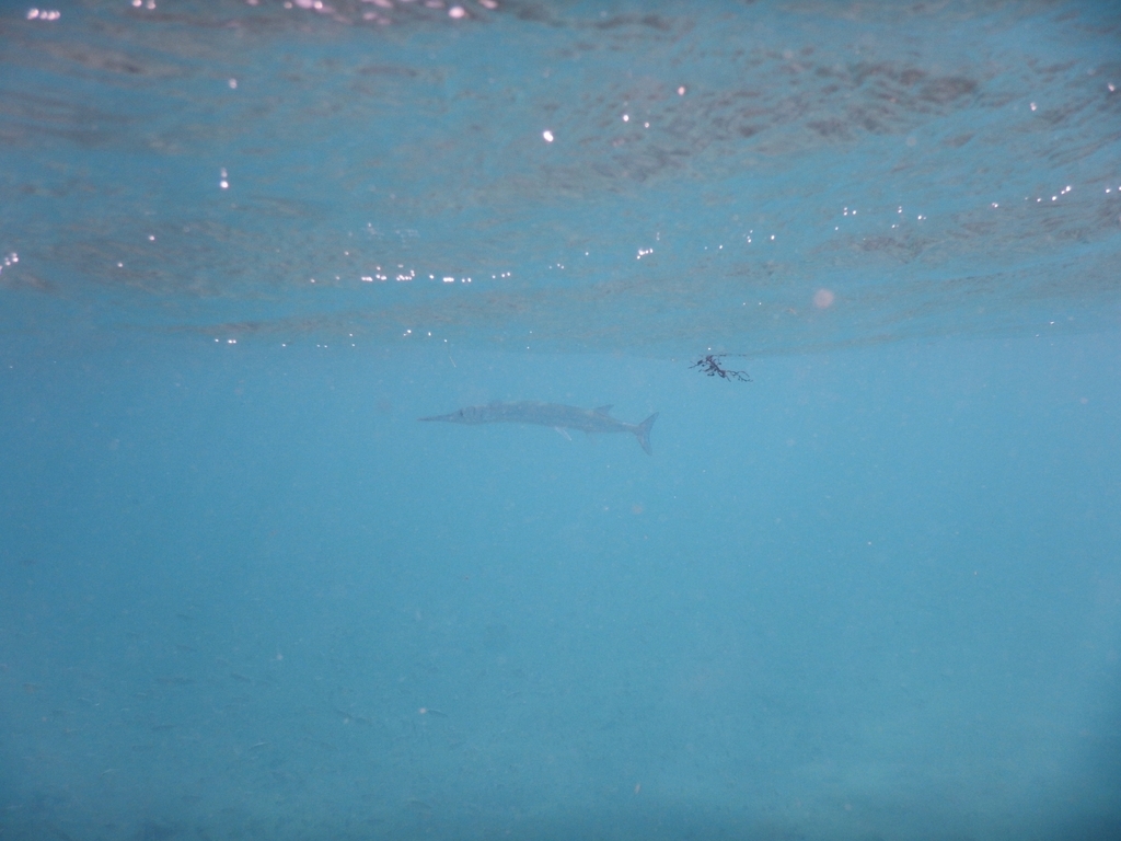 Houndfish from Riviera Beach, FL, USA on August 4, 2024 at 09:48 AM by ...