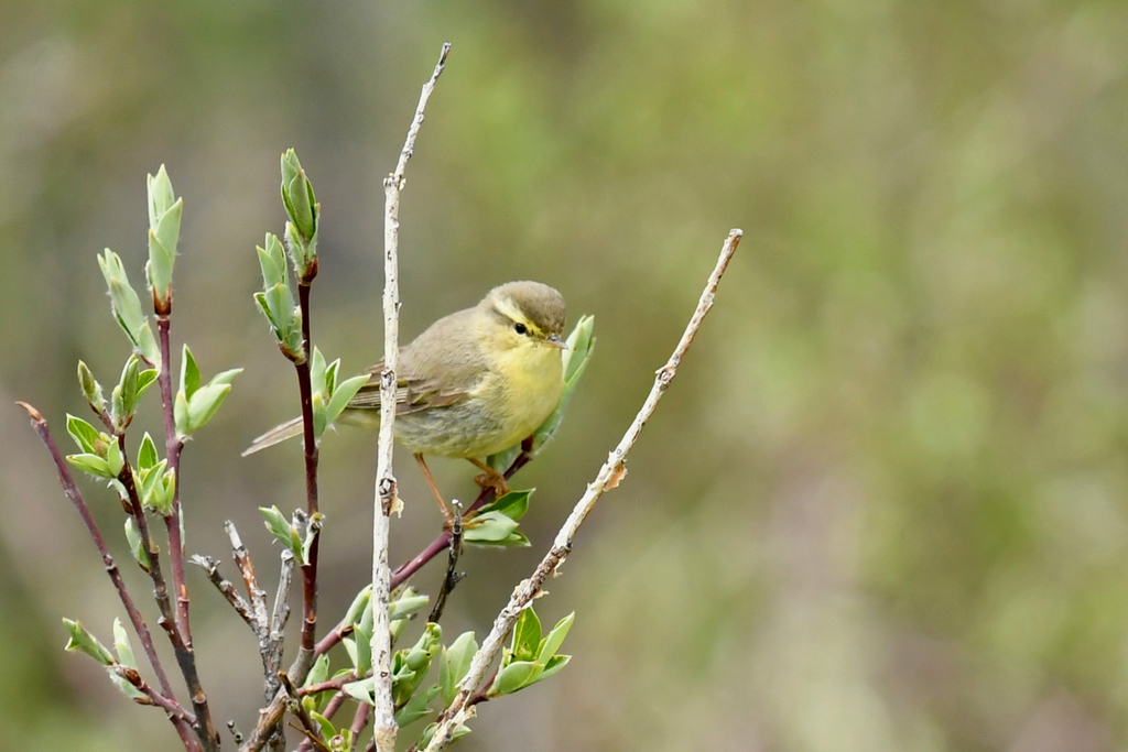 Alpine Leaf-Warbler from 中国青海省海南藏族自治州共和县 on June 22, 2017 at 02:11 PM ...