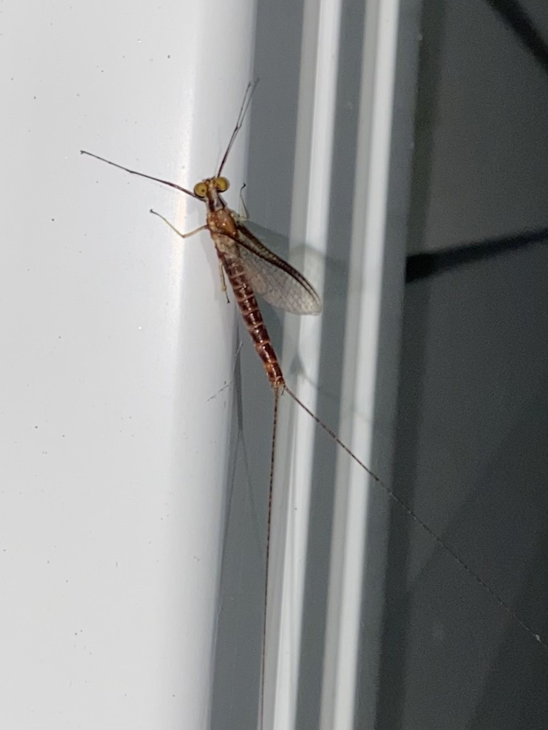 Giant Mayfly from Kinnear Rd, Highlands East, ON, CA on August 3, 2024 ...