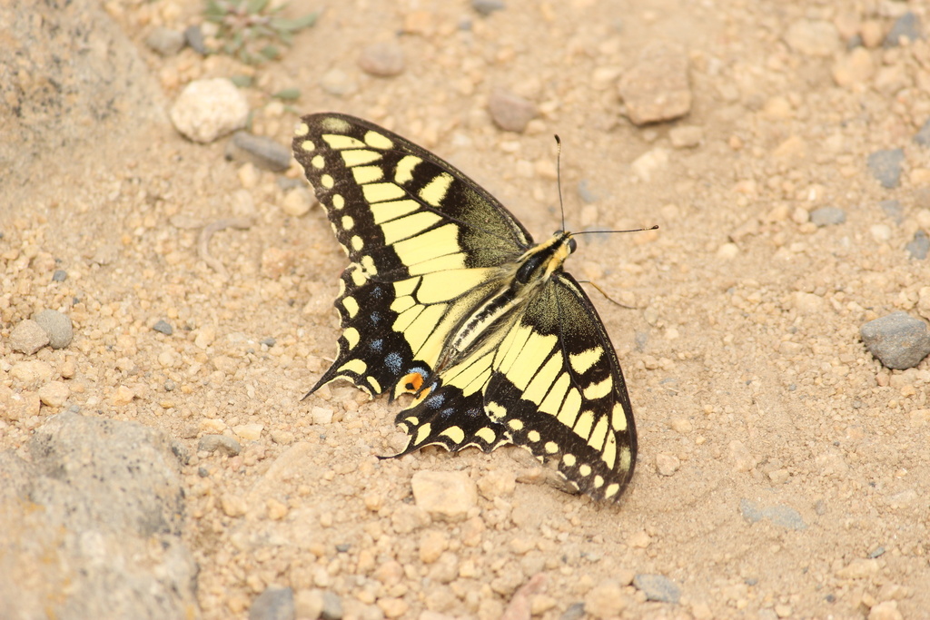 Oregon Swallowtail from Steptoe Butte State Park, Oakesdale, WA, US on ...