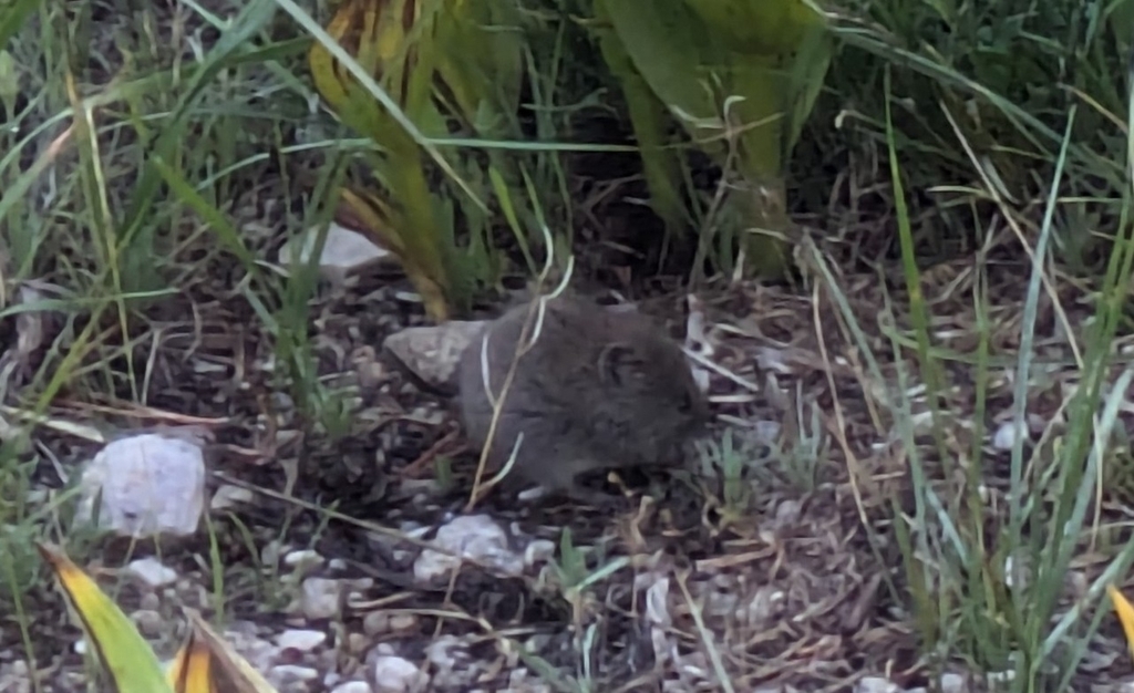 California Vole from Mariposa County, CA, USA on August 4, 2024 at 06: ...