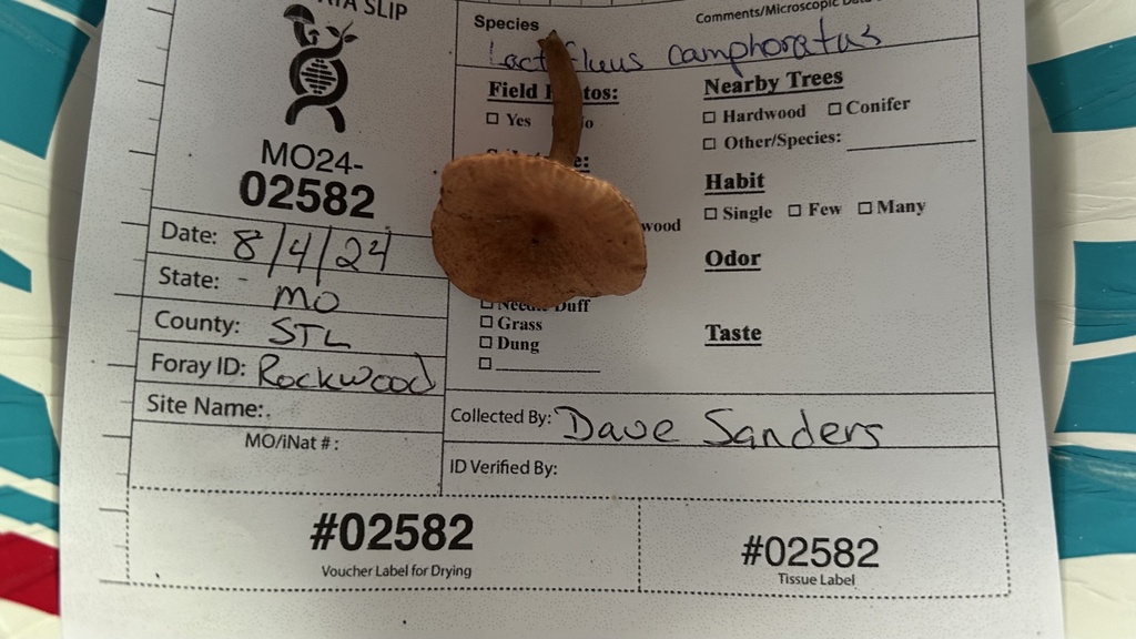 Curry Milkcap from Glencoe Rd, Wildwood, MO, US on August 4, 2024 at 12 ...