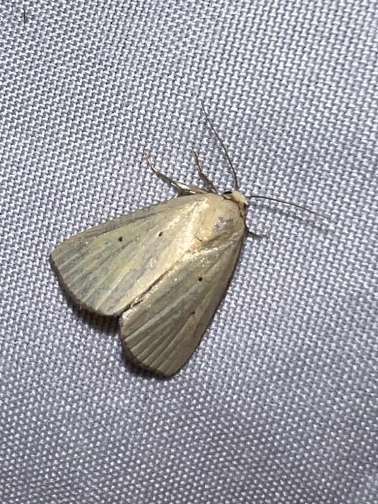 Black-bordered Lemon Moth in August 2024 by Kyle Klotz · iNaturalist