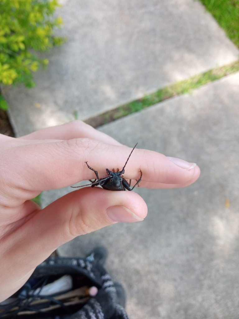 Calosoma angulatum from Azuchilera, 62914 Tehuixtla, Mor., México on ...