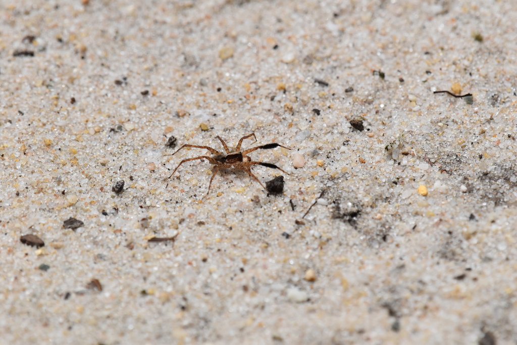Brush-legged Split Wolf Spider from Shirley, NY, USA on June 29, 2024 ...