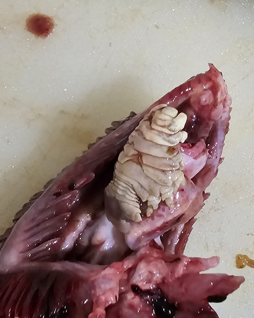 Fish Isopods from México on August 4, 2024 at 06:25 PM by Luis H ...