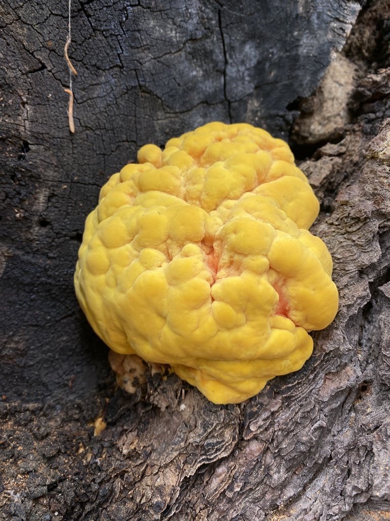 Conifer Chicken of the Woods from Yosemite National Park, Coulterville ...