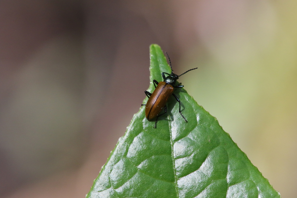 Strongylium from San Andres Tuxtla, Ver., Mexico on June 5, 2019 at 08: ...