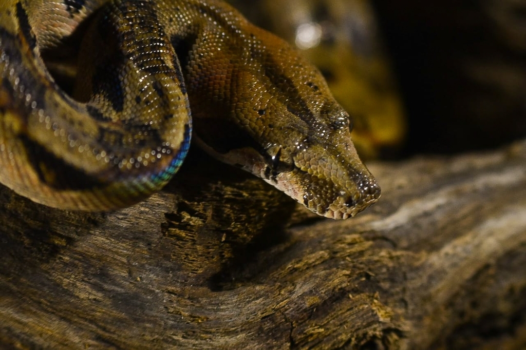 Mexican West Coast Boa Constrictor from 62997 Mor., México on August 4 ...