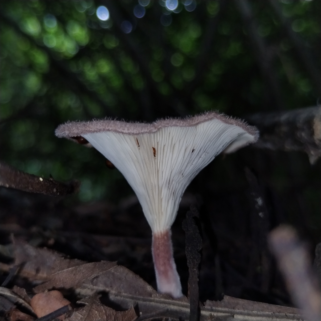 Panus strigellus from Turbaco, Bolívar, Colombia on August 3, 2024 at ...