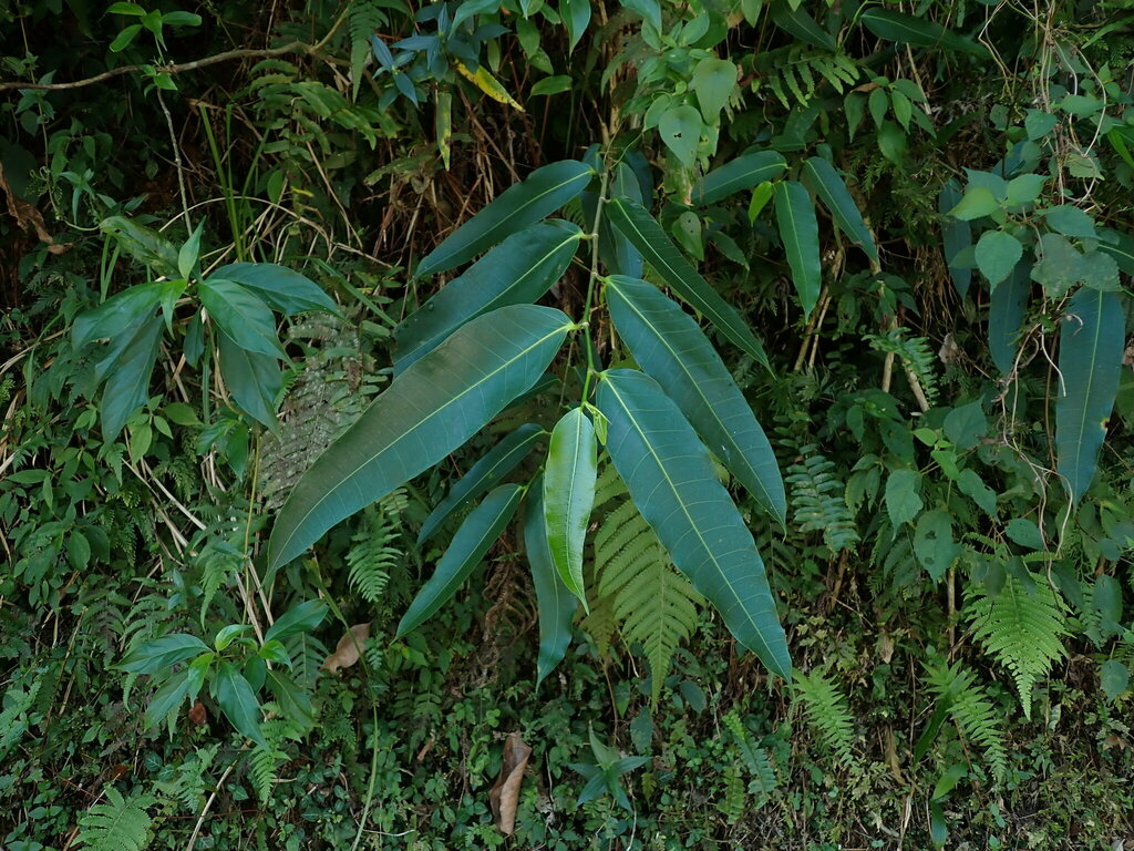 figwood from 974台灣花蓮縣壽豐鄉 on August 3, 2024 at 10:13 AM by yongzhe ...