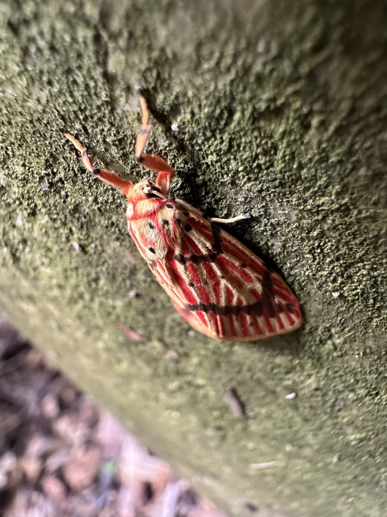 Barsine striata from Honshu, Kyoto, Kyoto, JP on August 5, 2024 at 11: ...
