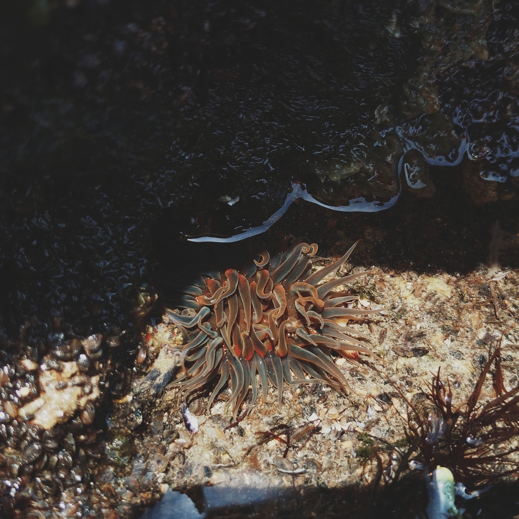 Warty Sea Anemone from Provincia de Cartagena, Bolívar, Colombia on ...