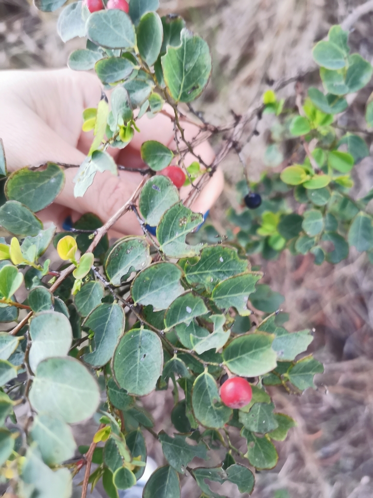 coffee bush in August 2024 by flora333 · iNaturalist