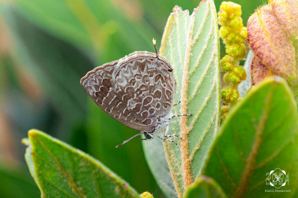 Burmese Bushblue from 中国海南省乐东黎族自治县 on July 28, 2024 at 03:01 PM by ...