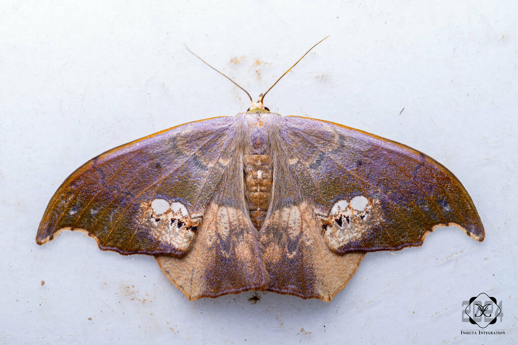 Timandromorpha from 中国海南省乐东黎族自治县 on July 28, 2024 at 08:48 PM by ...