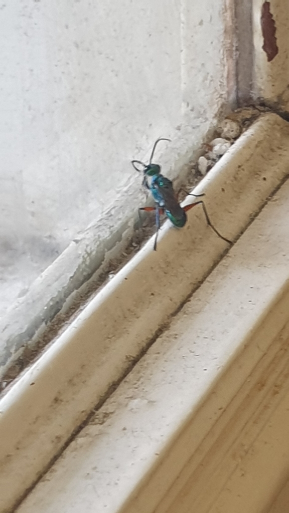 Emerald Cockroach Wasp from Ngô Thì Nhậm, Phạm Đình Hồ, Hai Bà Trưng ...
