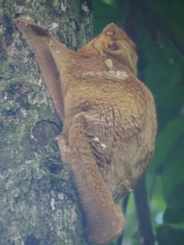 Sunda Colugo from Bako, MY-SK-KU, MY-SK, MY on July 23, 2024 at 09:12 ...