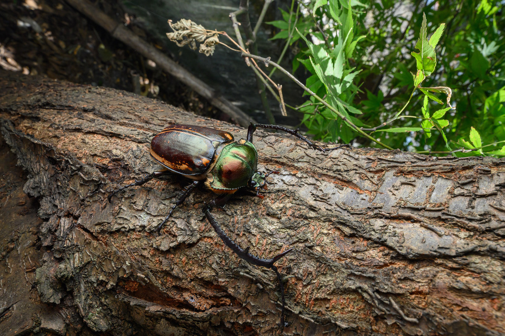 Cheirotonus jansoni from 中国浙江省杭州市临安区 on August 2, 2024 at 12:07 PM by ...