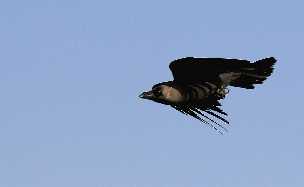 House Crow from Al Mamzar - Dubai - Émirats arabes unis on January 10 ...