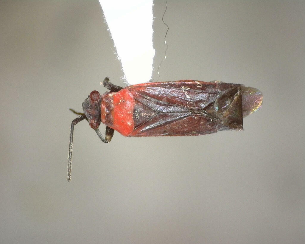 Lopidea instabilis from Kimble County, TX, USA on July 29, 2024 at 11: ...