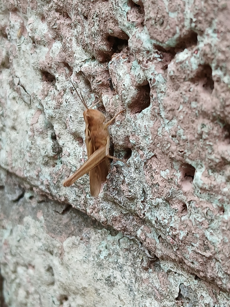 Common Field Grasshopper from Great Torrington, Torrington EX38, UK on ...