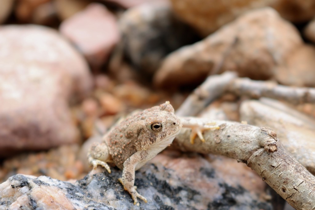 Woodhouse's Toad in June 2019 by dannysanders · iNaturalist