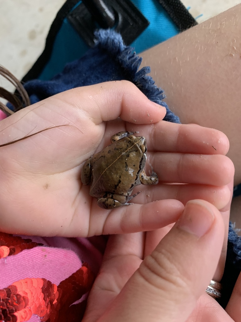 Sheep Frog in June 2019 by Amber Rae Arellano · iNaturalist