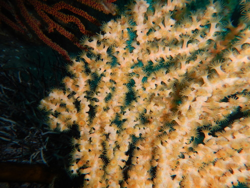 Genus Savalia · iNaturalist