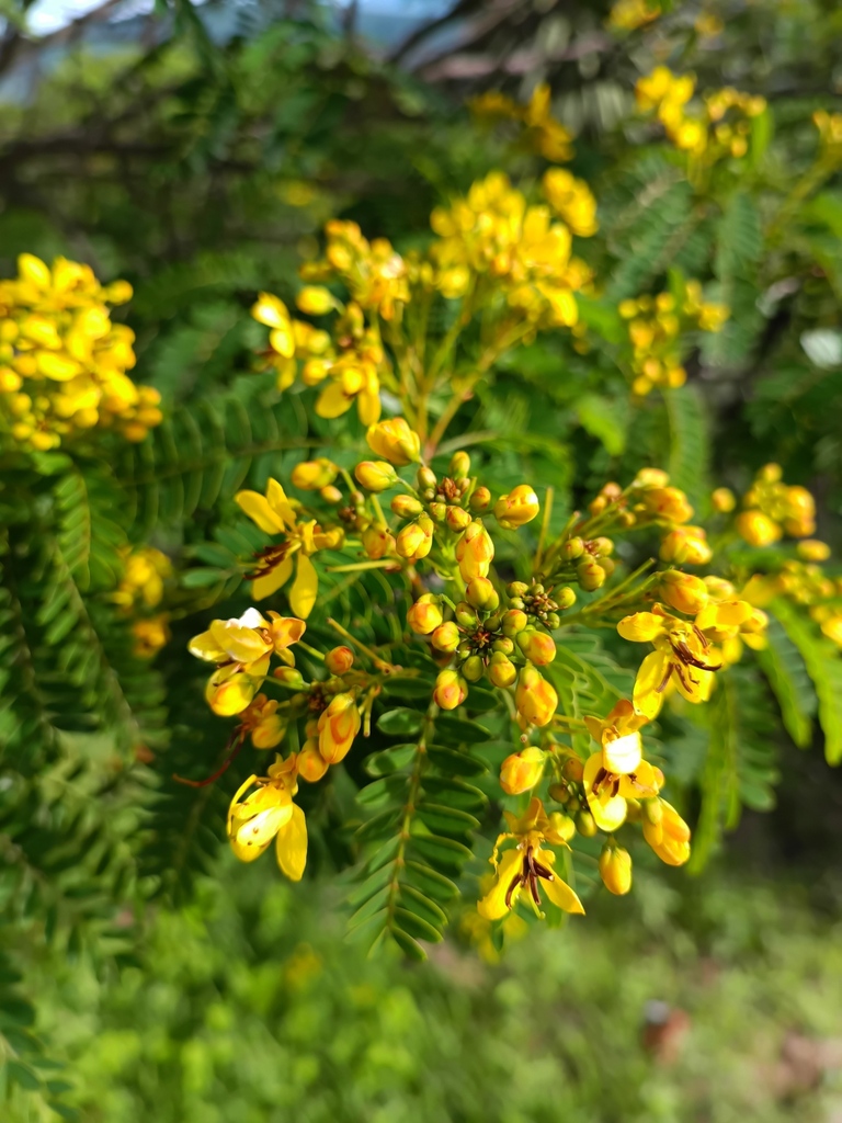Senna polyantha from La Pila, Colón, Qro., México on August 4, 2024 at ...