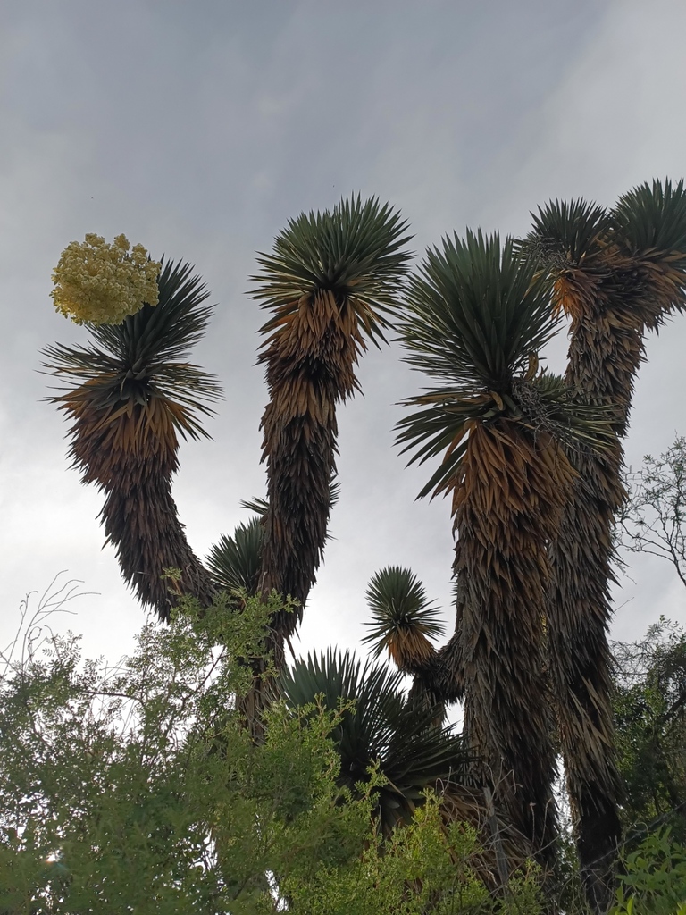 tree yucca from La Pila, Colón, Qro., México on August 4, 2024 at 08:22 ...