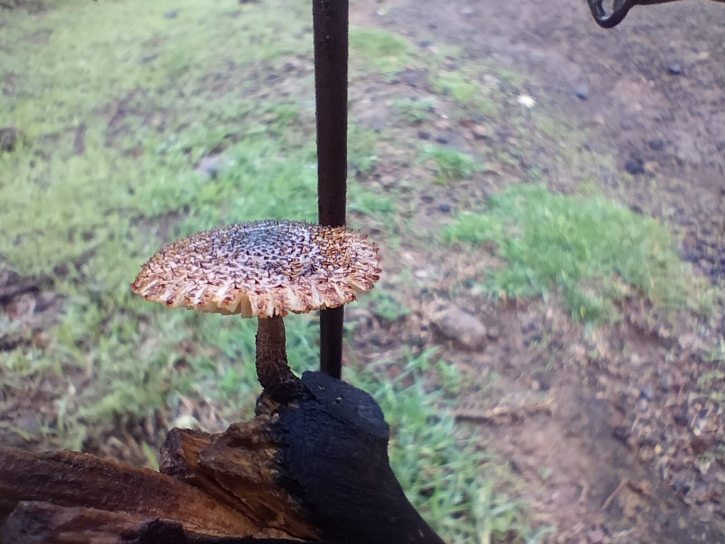 Sulcate Sunhead from Emiliano Zapata, 38984 Gto., México on August 2 ...