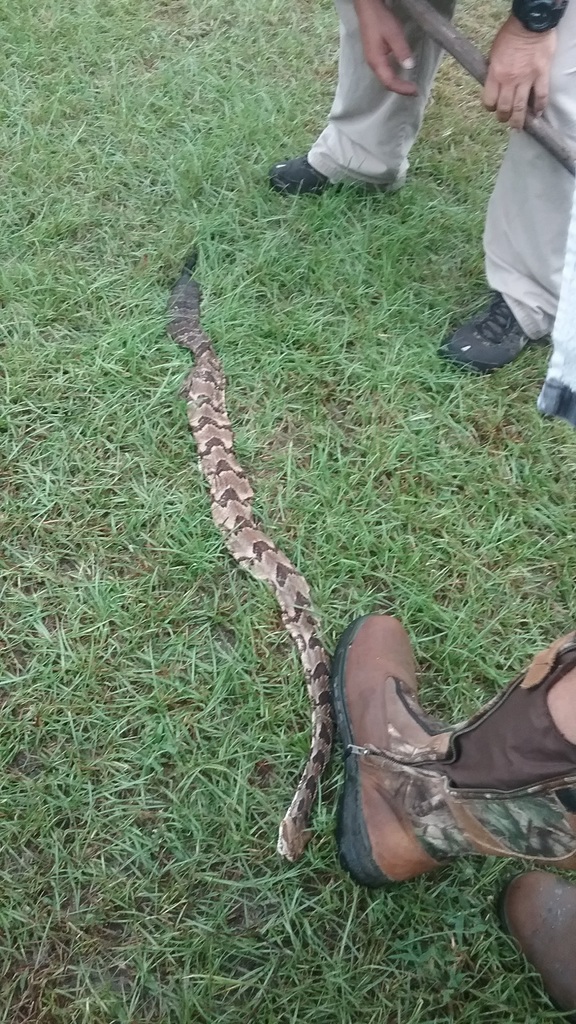 Timber Rattlesnake from Crawford County, GA, USA on August 3, 2017 at ...